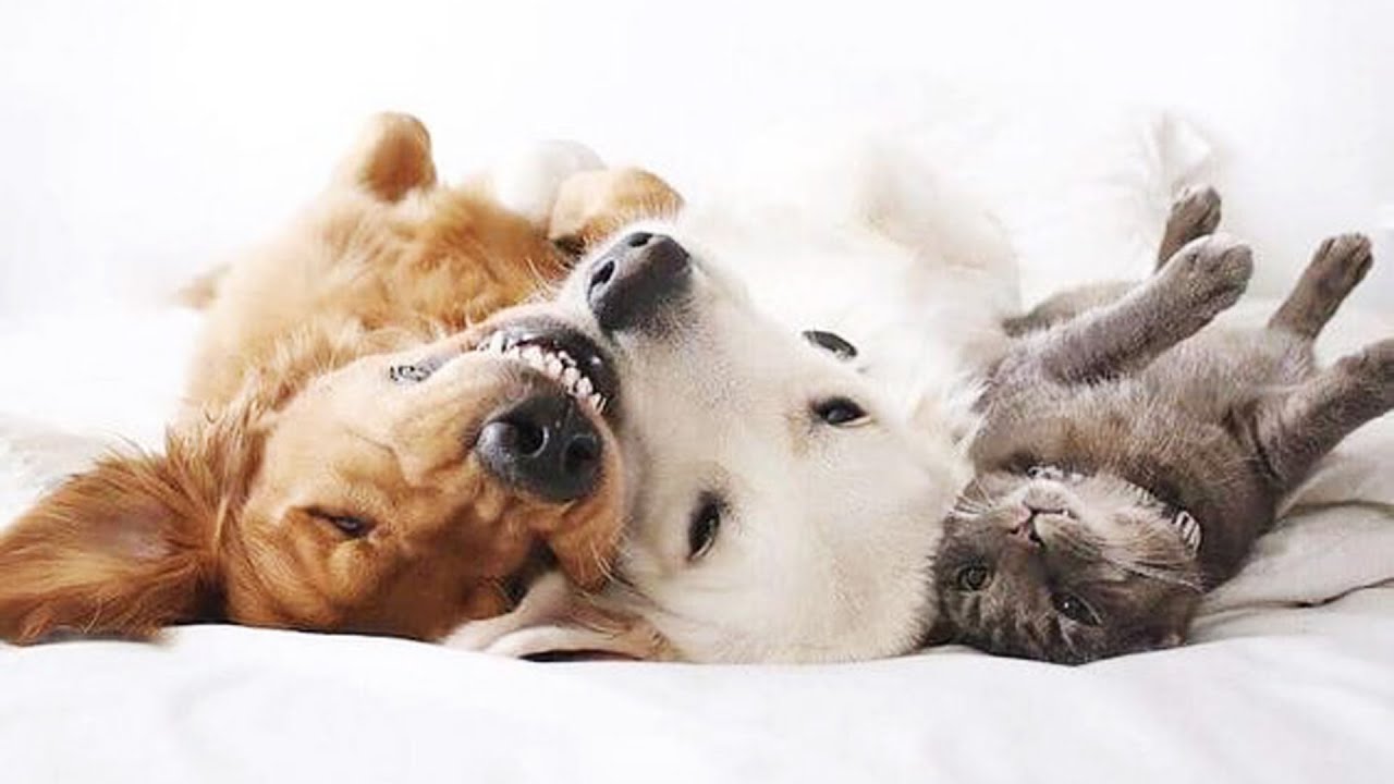Cute Pets Videos Compilation - Cute Moment Of The Animals - Pets ...