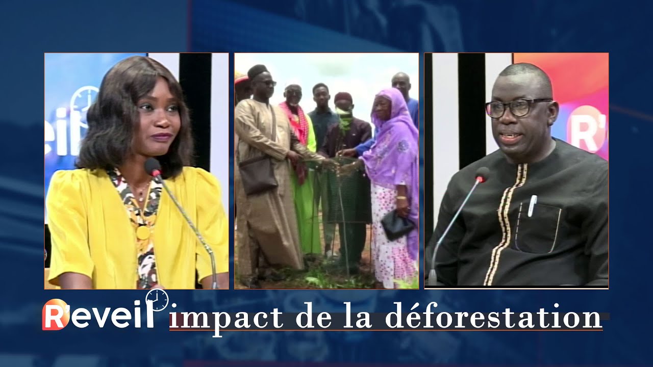 "Un citoyen, un arbre" : impact de la déforestation sur l'environnement ...