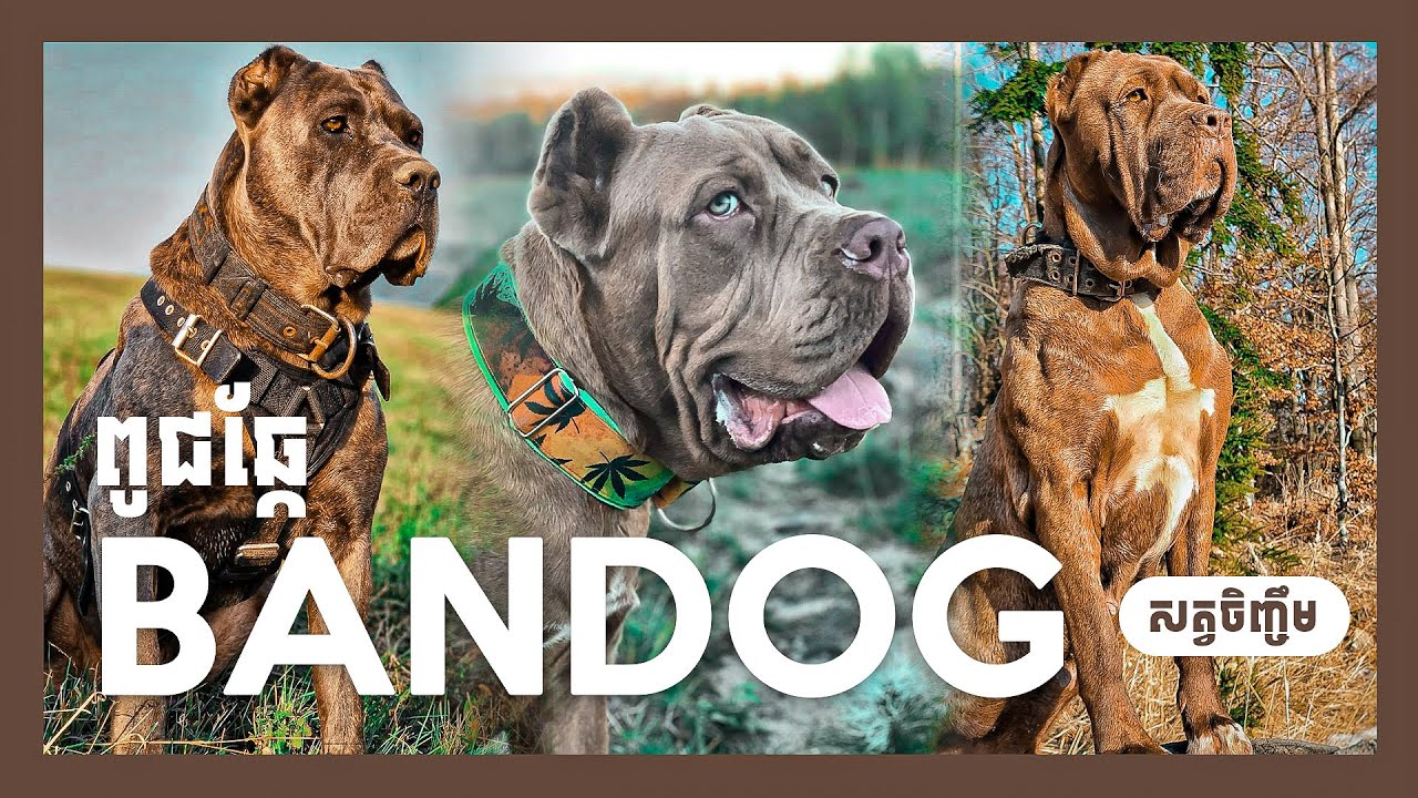 ពូជឆ្កែ Bandog សត្វចិញ្ចឹម Dol Ly - YouTube