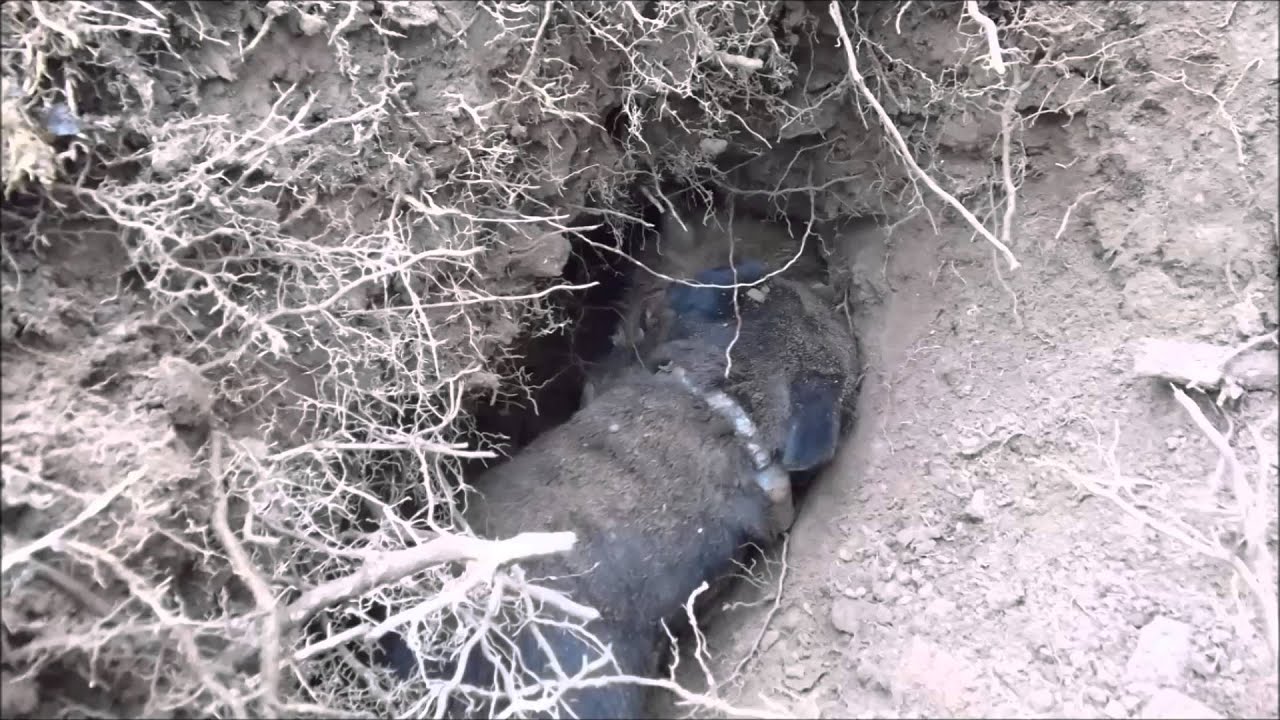 Fox Digging With Patterdales. - YouTube