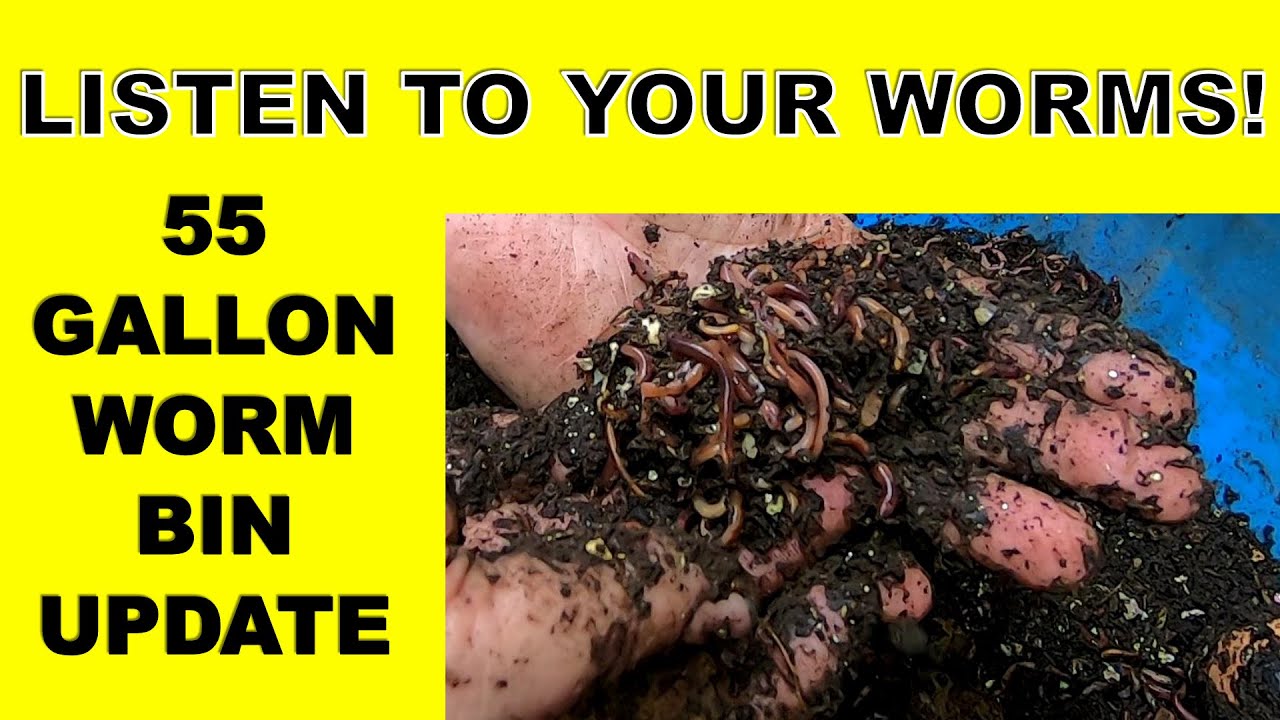 PEOPLE PLAN- WORMS LAUGH- WORM FARM LIFE - YouTube