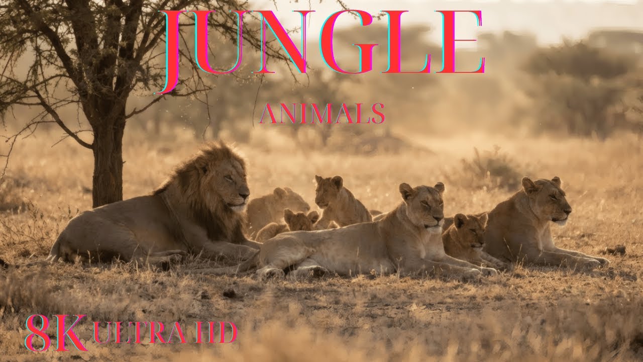 8K Animal World Nature Documentary – Ultra HD Wildlife with Vivid ...