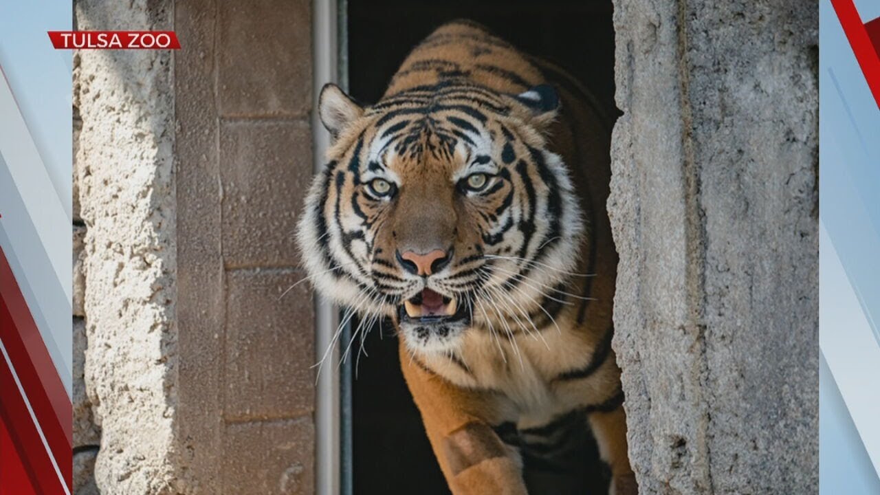 Tulsa Zoo Welcomes New Malayan Tiger - YouTube