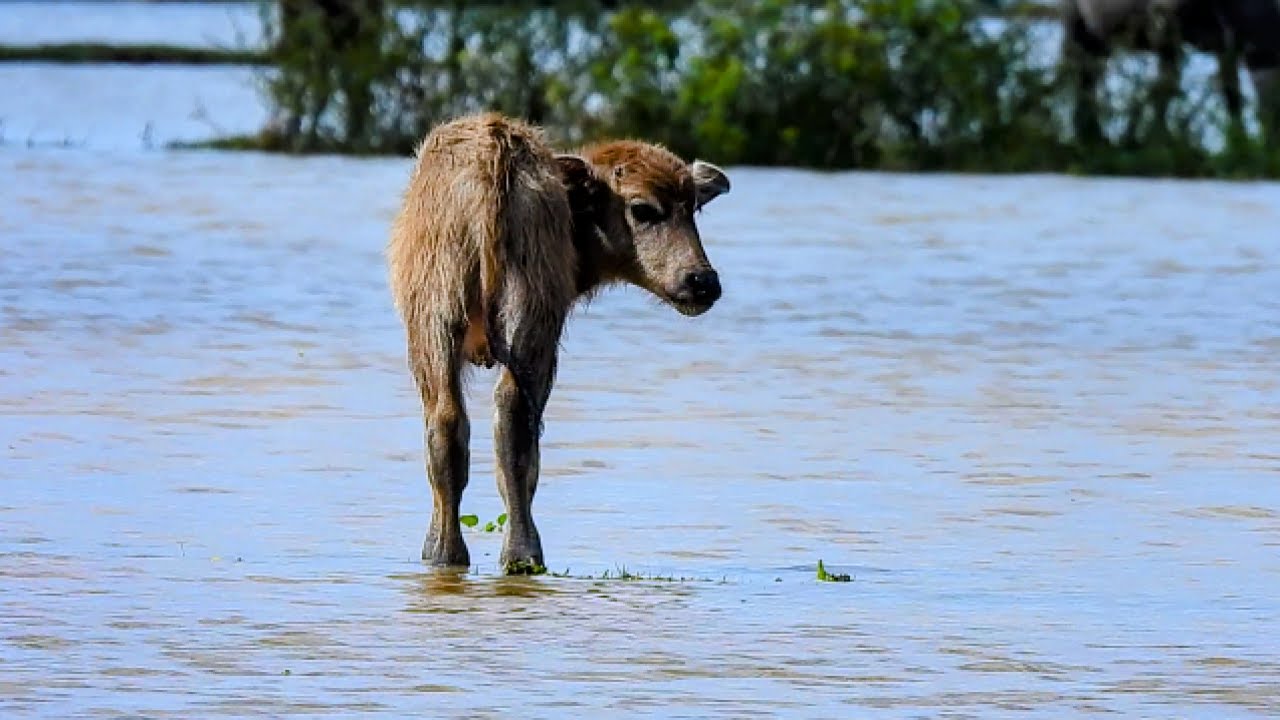 So Cute Tiny Buffalo Learning Walking In The Water - YouTube
