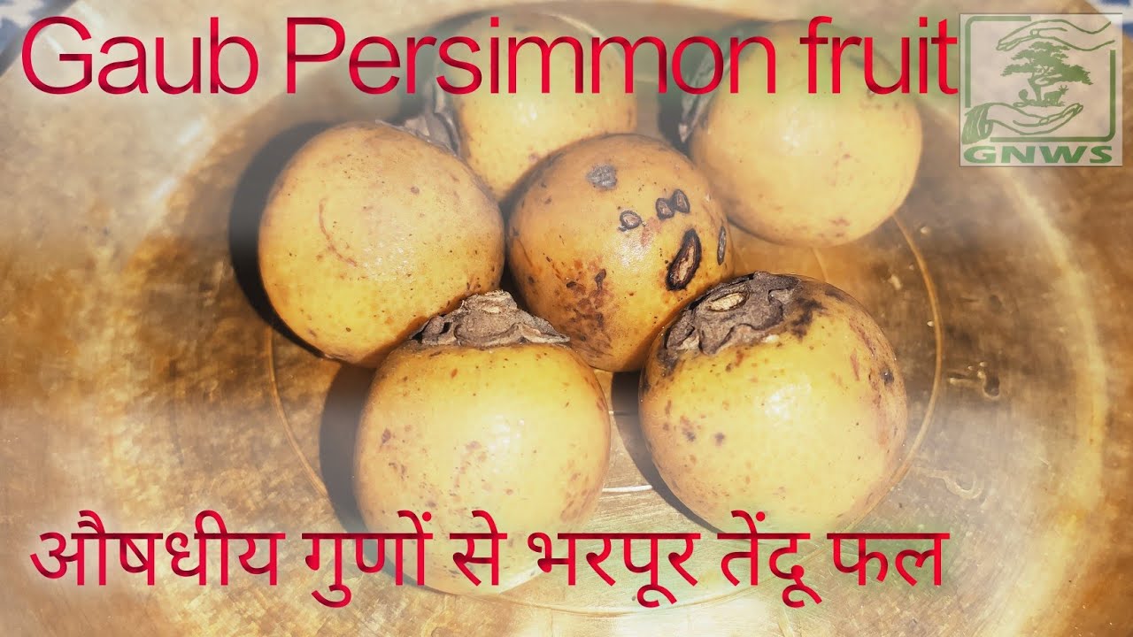 Gaub persimmon fruit, (तेंदू फल सेहद का खजाना) - YouTube