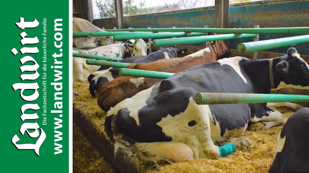 Cow-Welfare Flex Stalls Liegeboxenbügel aus Kunststoff | landwirt.com ...