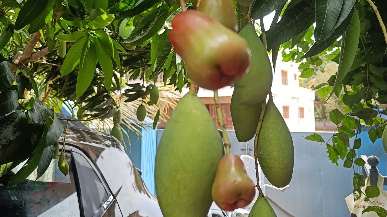 Mango & white Apple Crafting Tree #crafting #craftideas #planting - YouTube