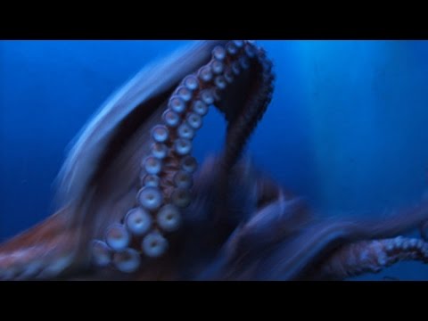 What Climate Do Octopus Live In