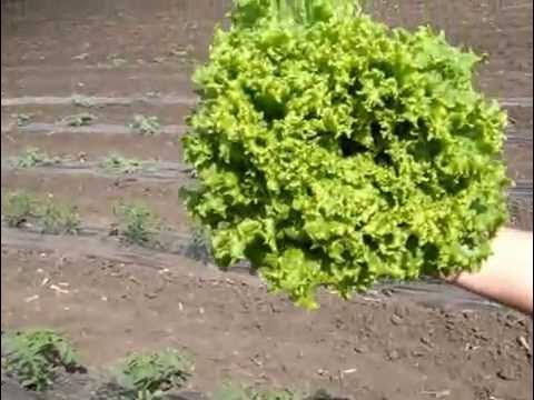 Салат Хьюджин, тип Батавия - YouTube