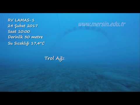Dip Trol Ağının Ağzında Kemane -Prof. Dr. Hüseyin ÖZBİLGİN (TABADKUM)