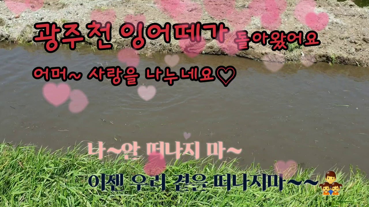 광주천 잉어들의 사랑 Riding my bike, I found some loving fish swarming all over ...