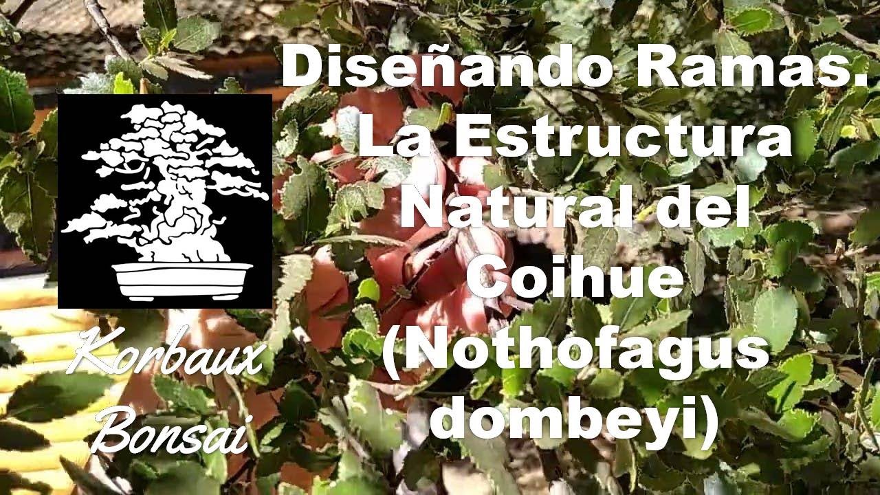Diseñando Ramas. La Estructura Natural del Coihue (Nothofagus dombeyi ...