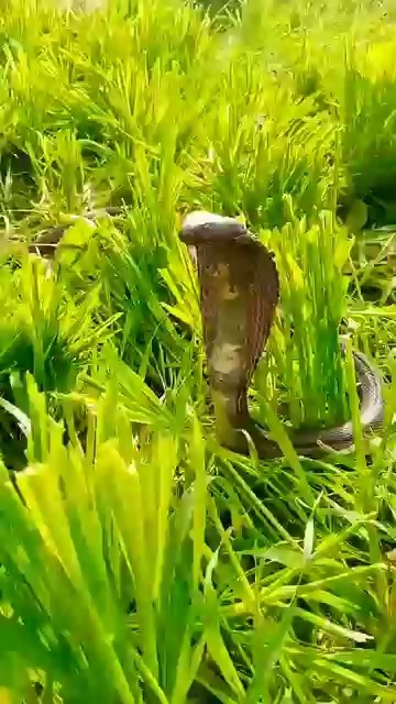 Cobra Dancing on Flute music | Snake music Amazing Cobra flute music ...