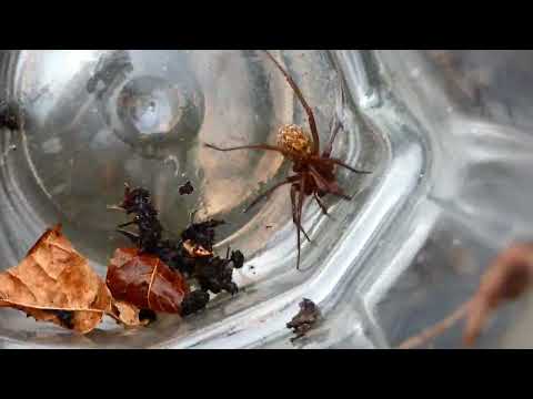Spider Rescue - YouTube