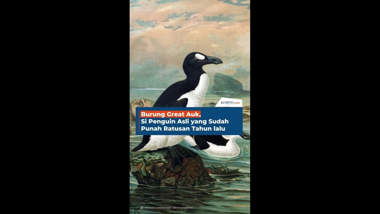 Burung Great Auk, Si Penguin Asli yang Sudah Punah Ratusan Tahun Lalu ...