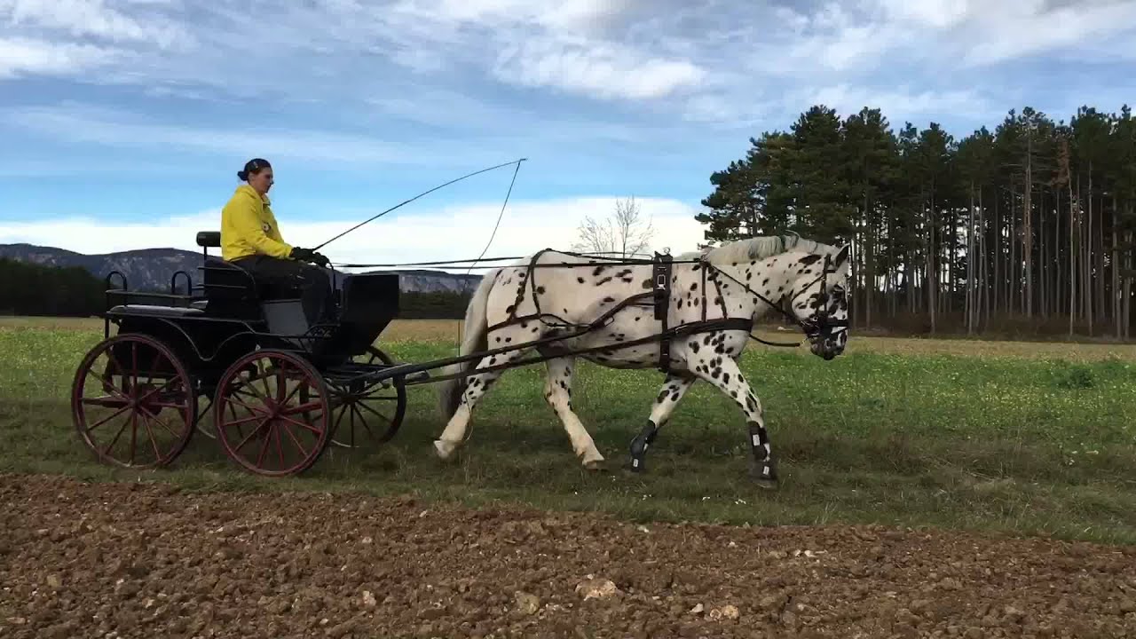 Erste Ausfahrt mit der Kutsche - YouTube