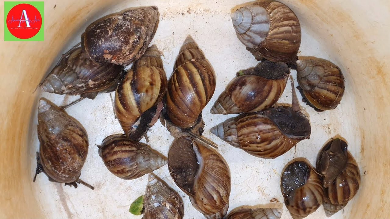 Collecting some snails at back of the house for a friend @trfishingtech ...