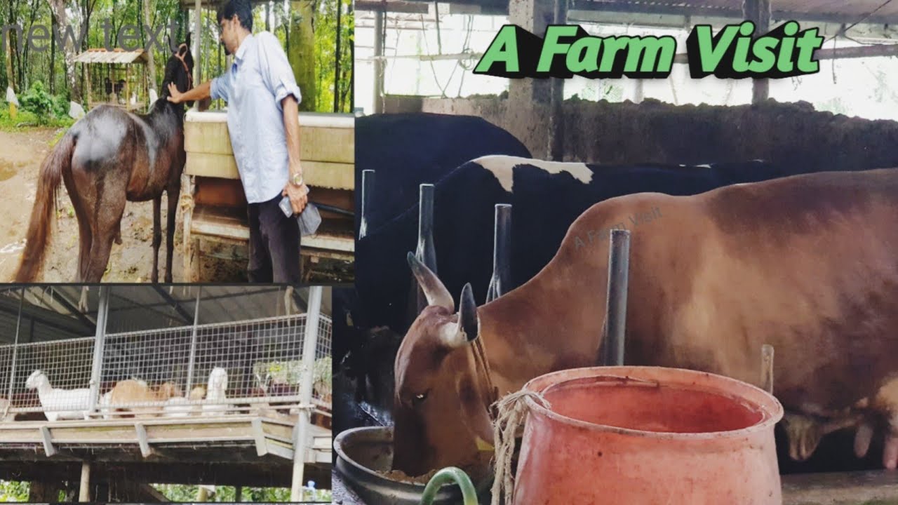 Cow Farm | Take a Field Trip to the Animal Farm | Farm Animals| Farm ...
