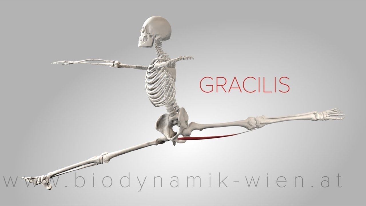 Gracilis Muscle 3D Animation 4K - YouTube