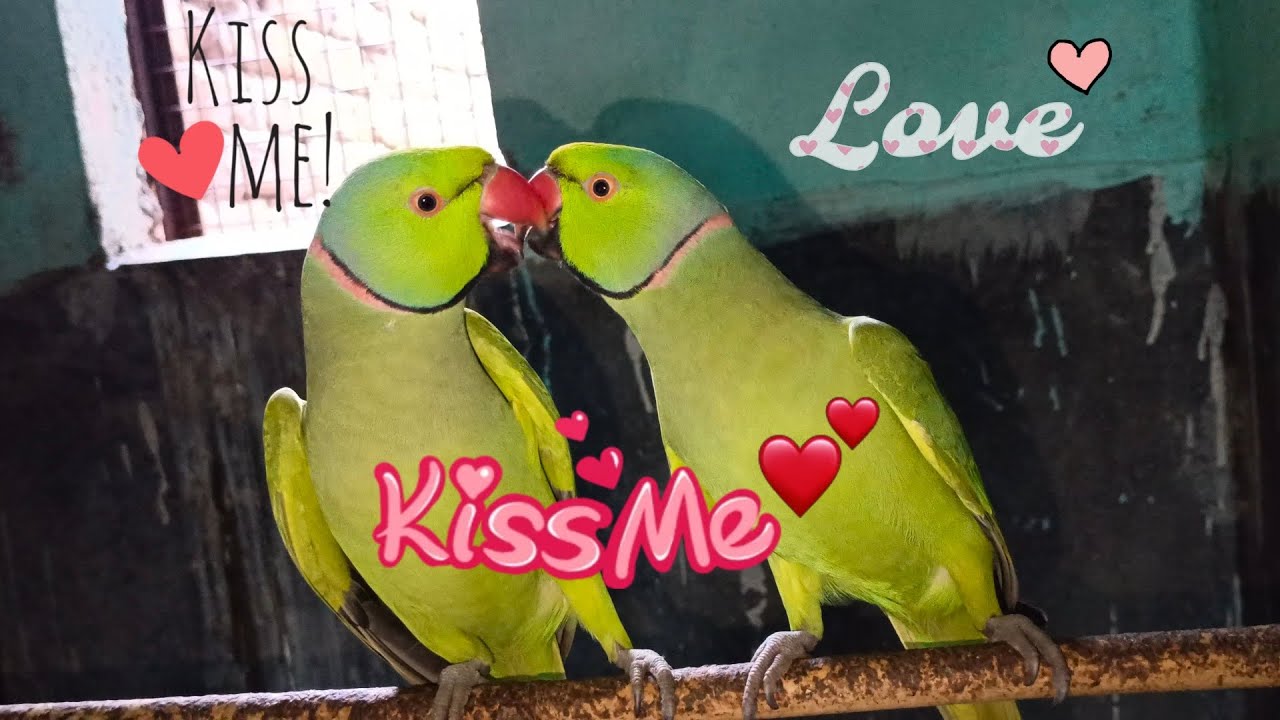 Cute Parrot couple are making love|| Cute parrot mating|| Parrots love ...