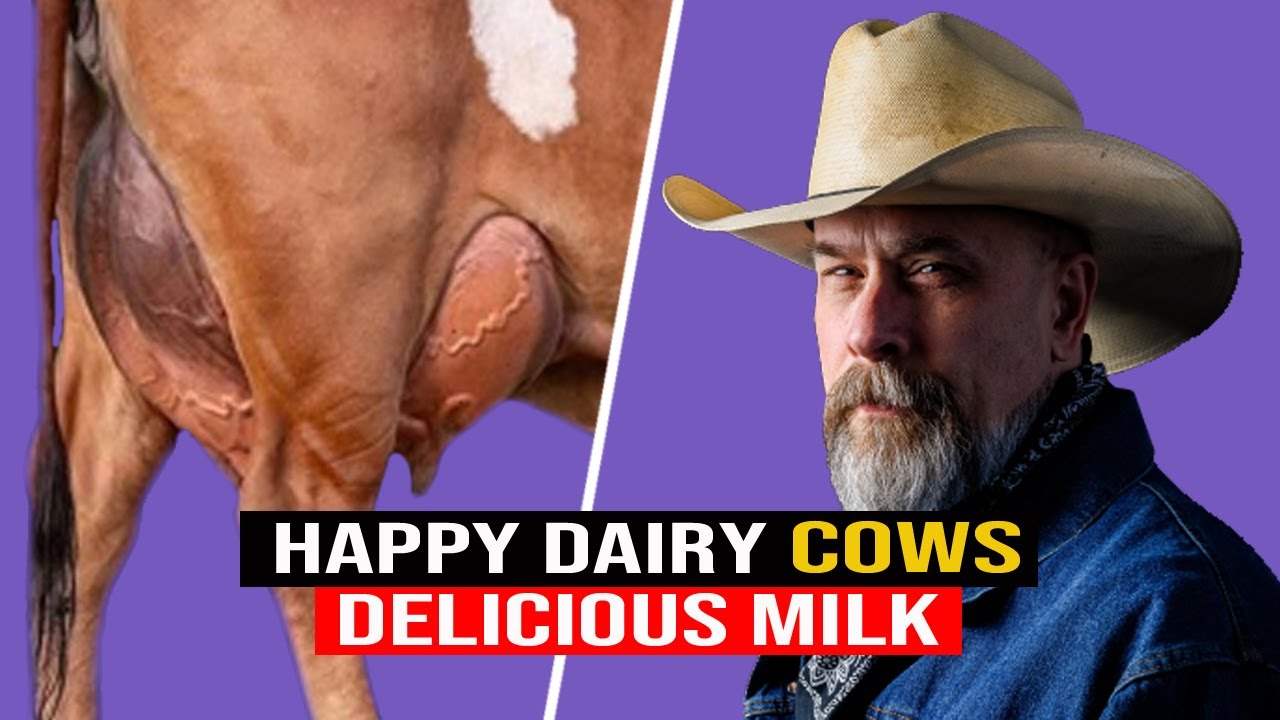 🔴 Happy DAIRY COWS, Delicious Milk How Animal Welfare Impacts Milk ...