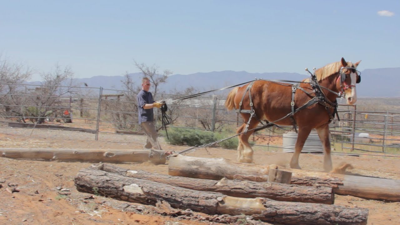 Log Pulling! Horse Adventures Part III | Mr. Jim's Kiddzz - YouTube