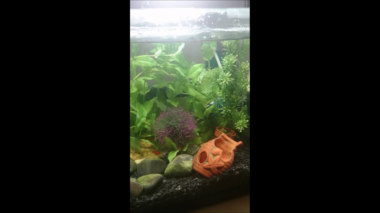 My Ember Tetras. Neon green Rasboras and two alb - YouTube
