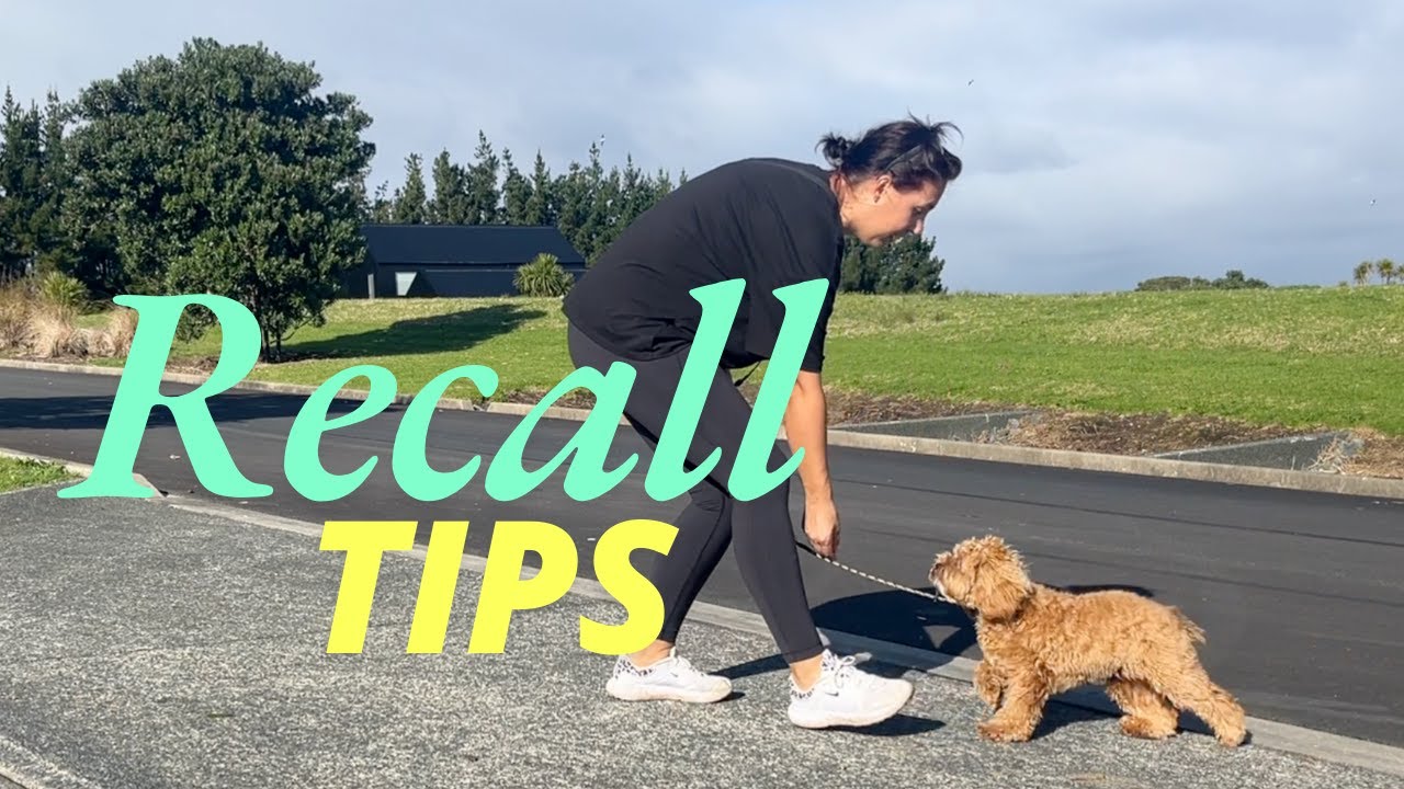 4 Easy Tips to improve your dogs 'COME' command / Recall dog training ...