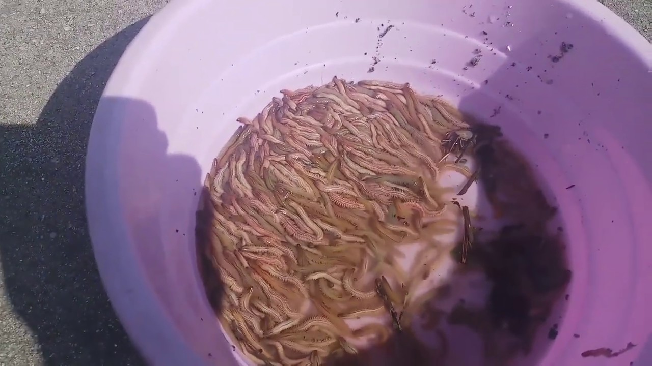 Catching worms in the river and making one of specialties of Vietnamese ...