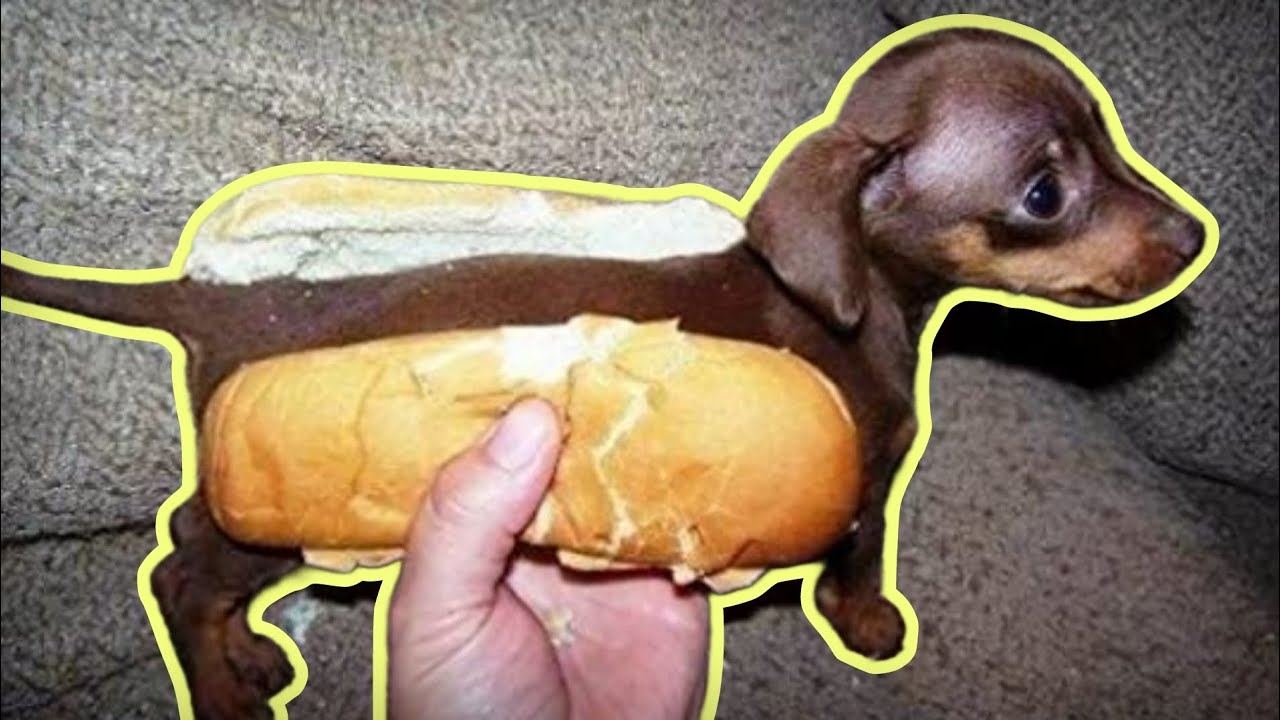 Tente não rir com memes curiosos pt2 | Unusual Memes - YouTube