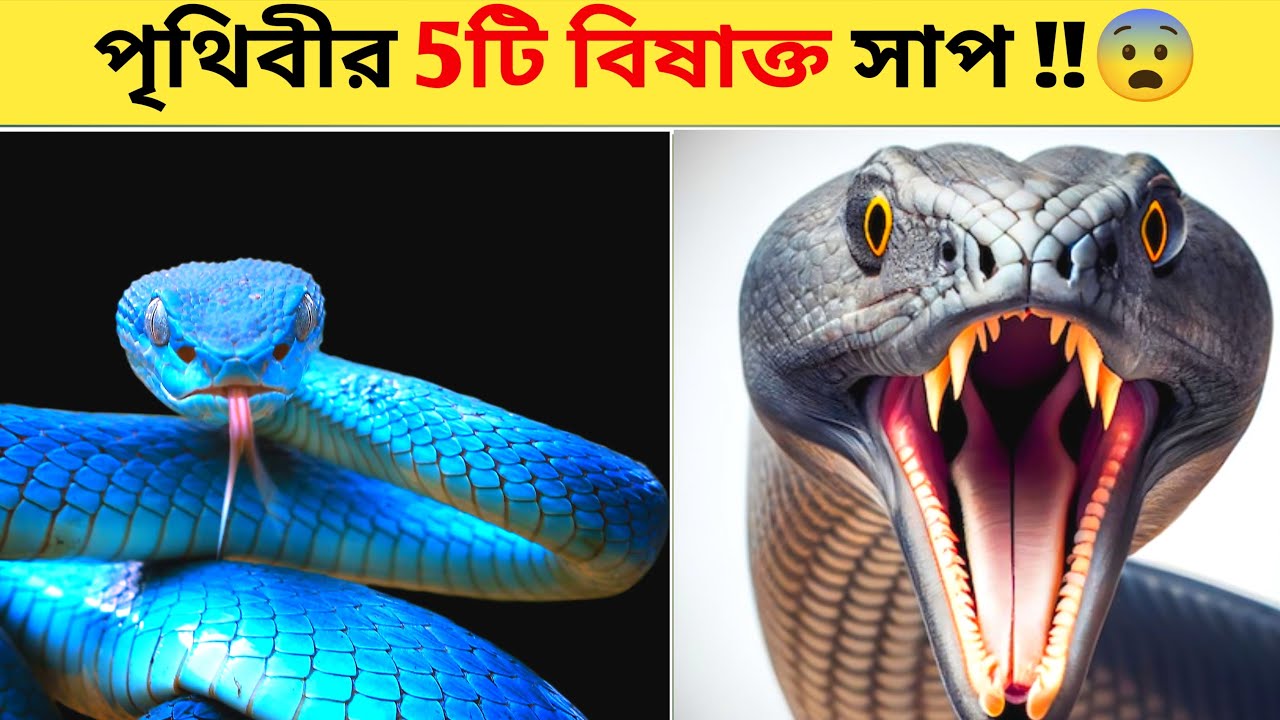 পৃথিবীর 5টি ভয়ানক বিষাক্ত সাপ🐍 কোনটি?😱😱😱।। Most Venomous snake in the ...