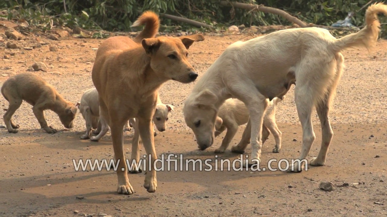 Dancing Street pooches of India - pie dogs and their poopies - YouTube