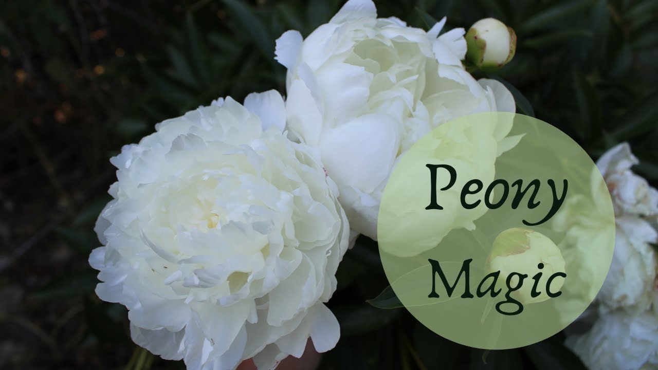 The Magic of Peony - YouTube