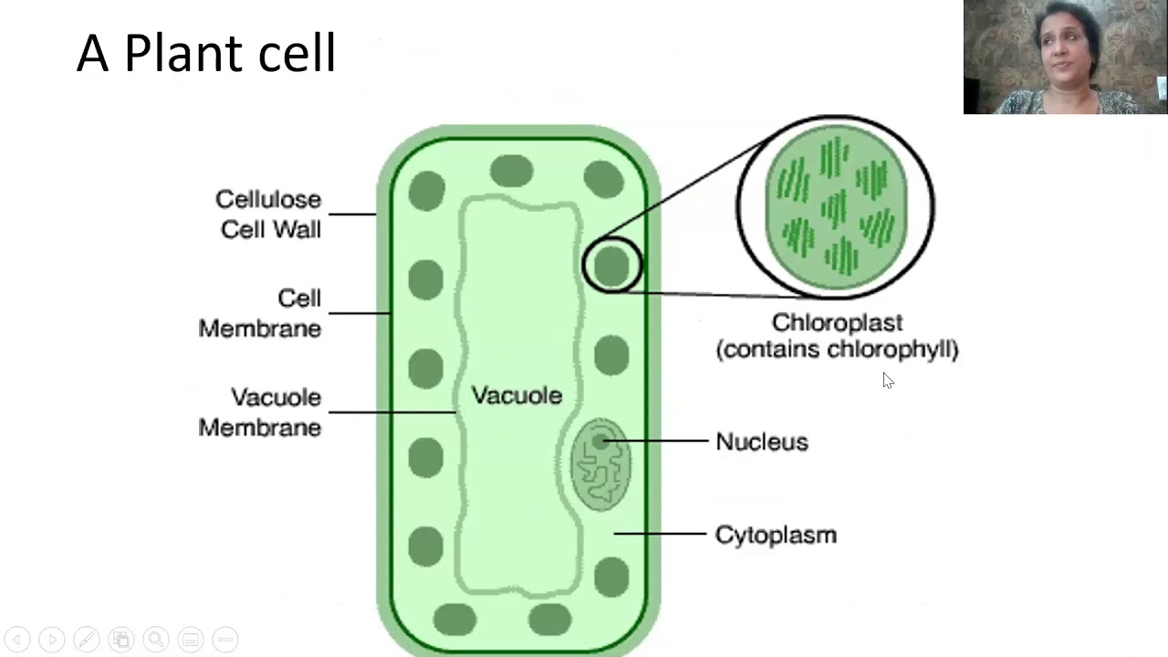 Photoautotrophic Nutrition - YouTube
