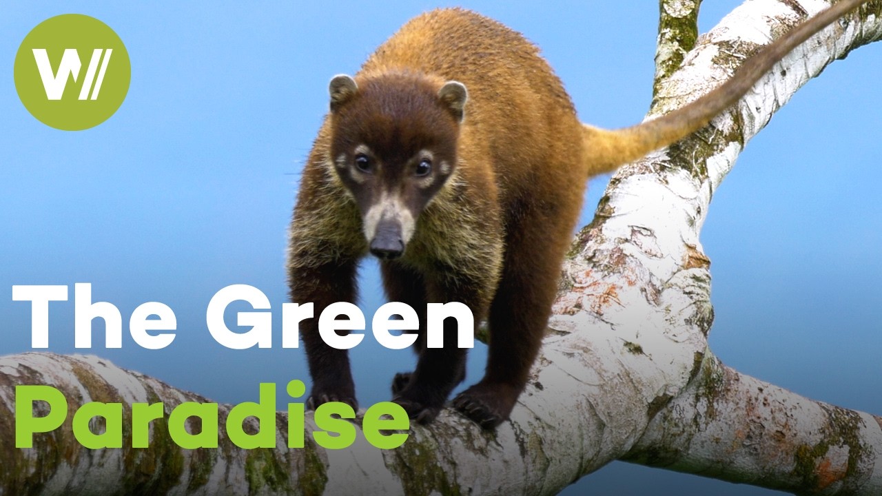 Costa Rica's extraordinary rainforests take you on a journey deep into ...