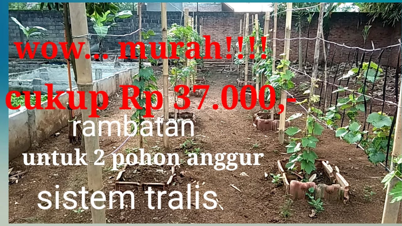 Rambatan Anggur Sistem Tralis: Murah Meriah - YouTube