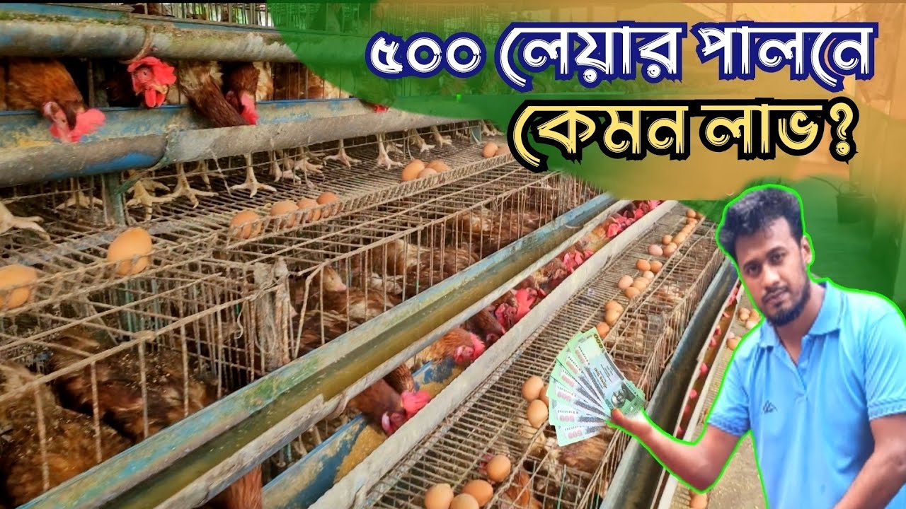 ৫০০ লেয়ার পালনে খরচ ও লাভ নিয়ে বিস্তারিত Details on cost and profit ...