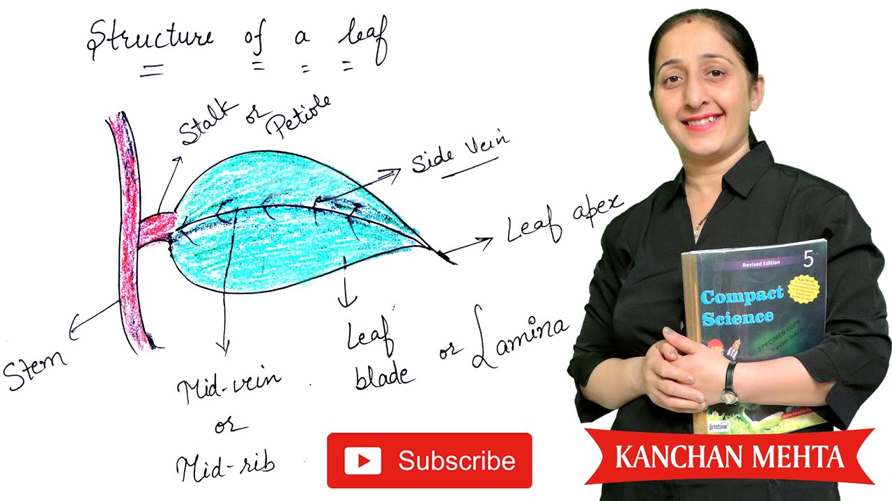 Parts of a Leaf / How to draw parts of a leaf / Leaf drawing | Kanchan Classes - YouTube