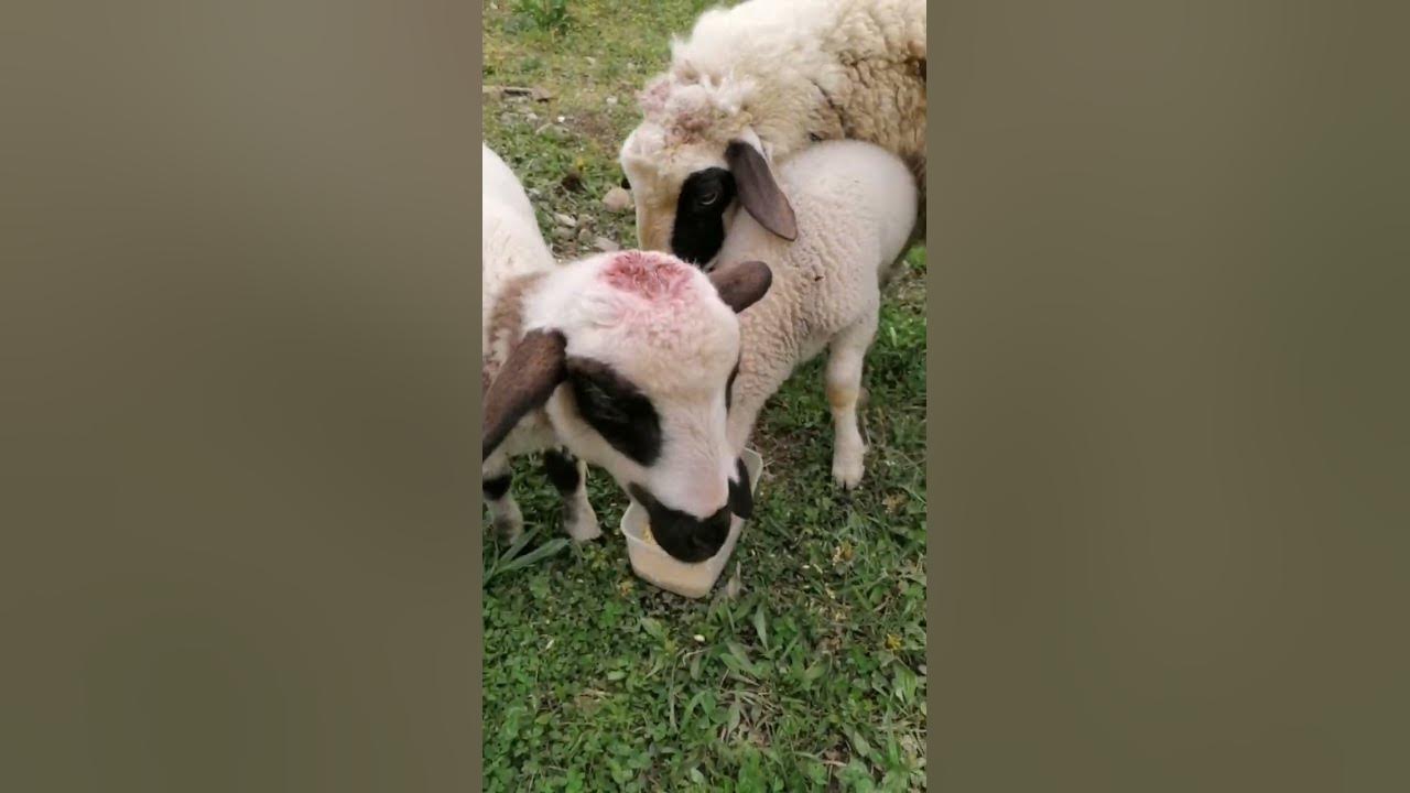 Ječam - Poslastica kojoj je teško odoleti - YouTube