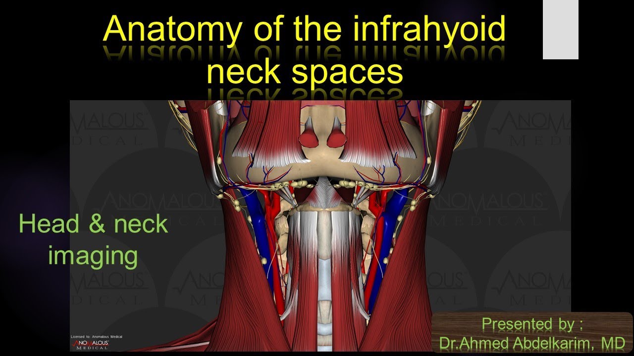 5-Anatomy of the infrahyoid neck spaces - YouTube