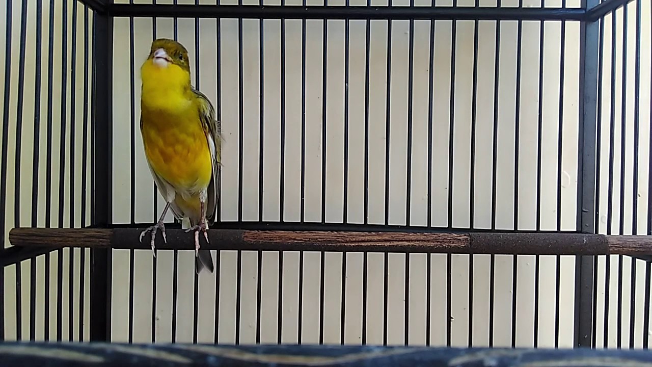 Kenari Scotch fancy x AF - YouTube