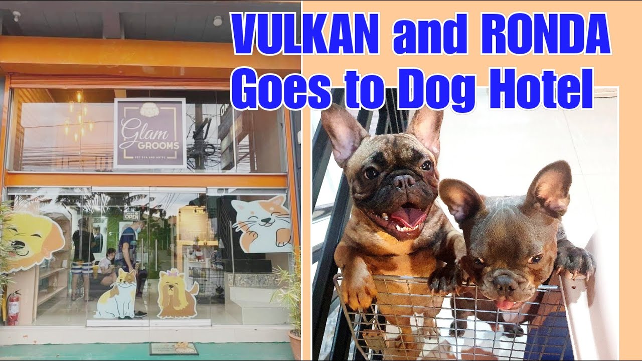 Vulkan and Ronda Goes to Dog Hotel | French Bulldog Philippines - YouTube