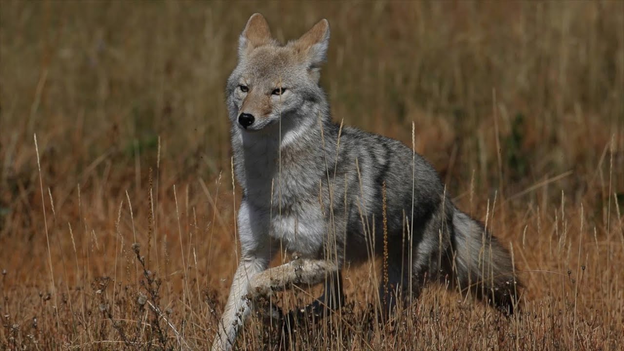 Coyotes in Costa Rica - YouTube