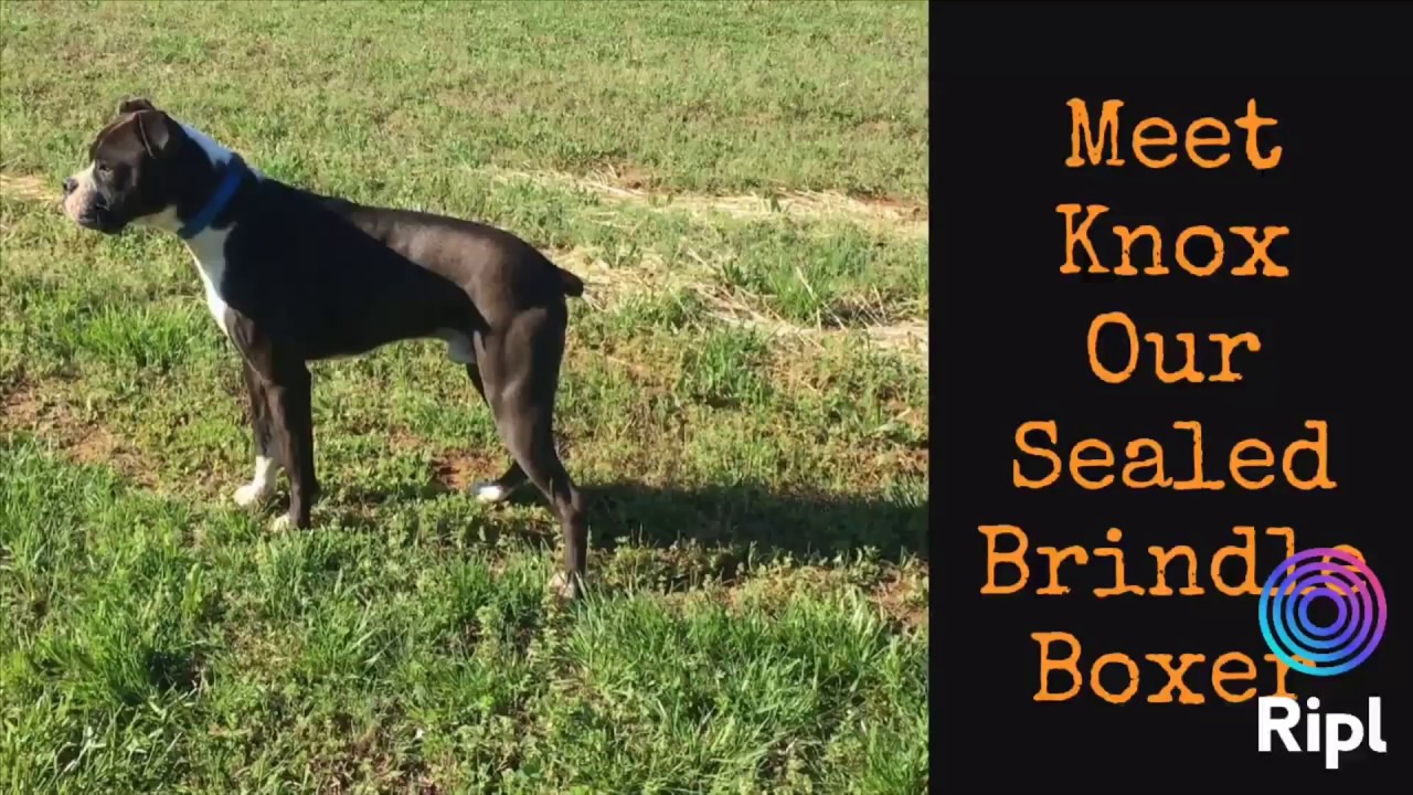 Sealed Brindle Boxer in Action !!! Meet Knox - YouTube