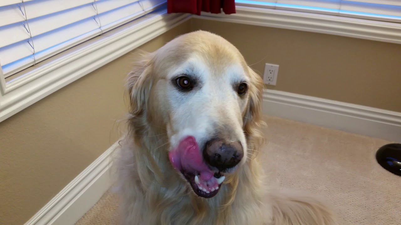 "Booping" Cute Dog's Nose & Petting Him ("Boop" By Request) - English ...