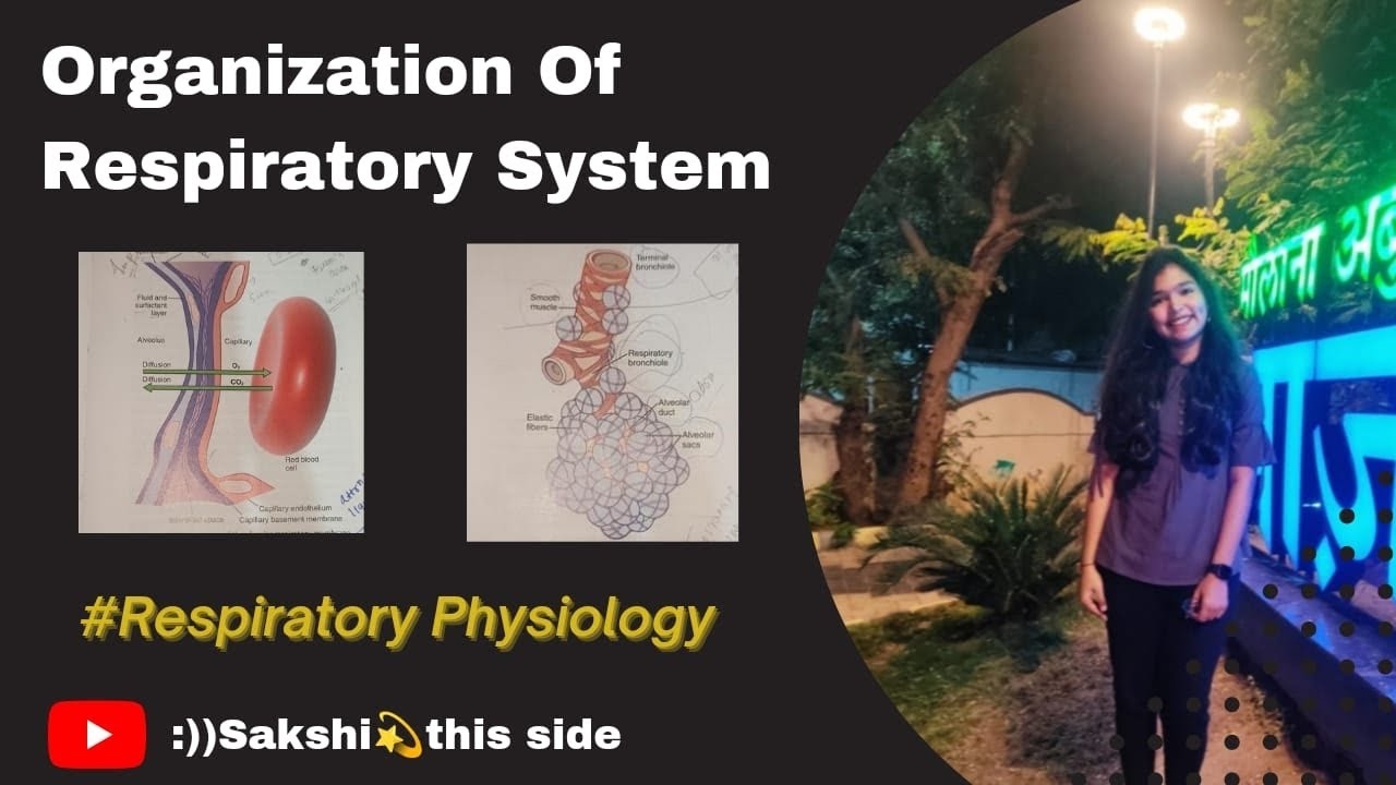 Organization Of Respiratory System||Respiratory Physiology||Physiology🤠 ...