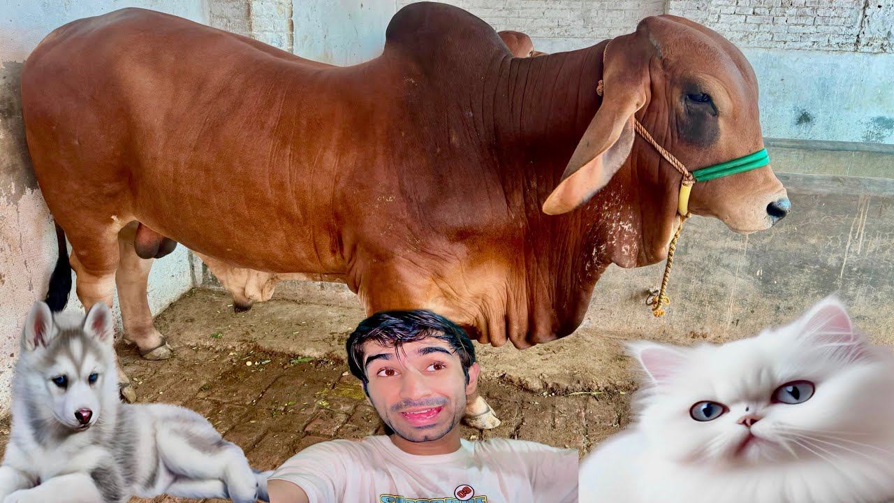 Adorable Pets Animals Vet care Vlog - YouTube