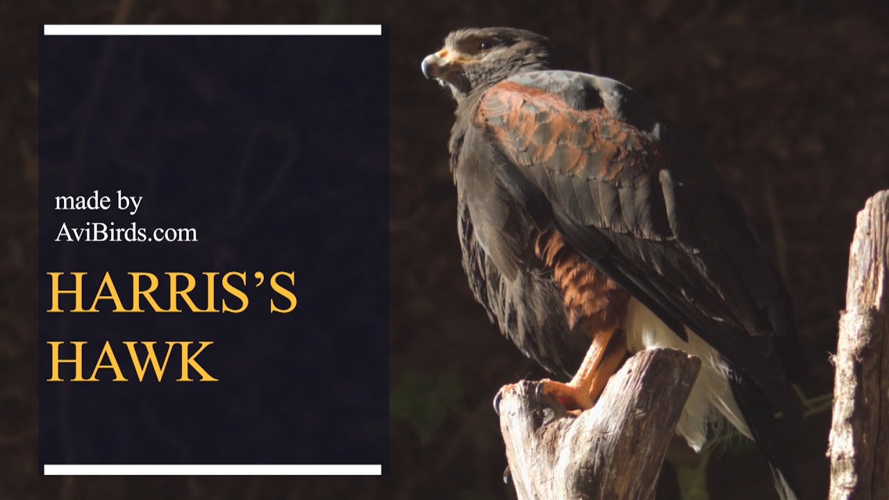 Harris’s Hawk / Bay-Winged Hawk / Dusky Hawk / Wolf Hawk / Peuco ...