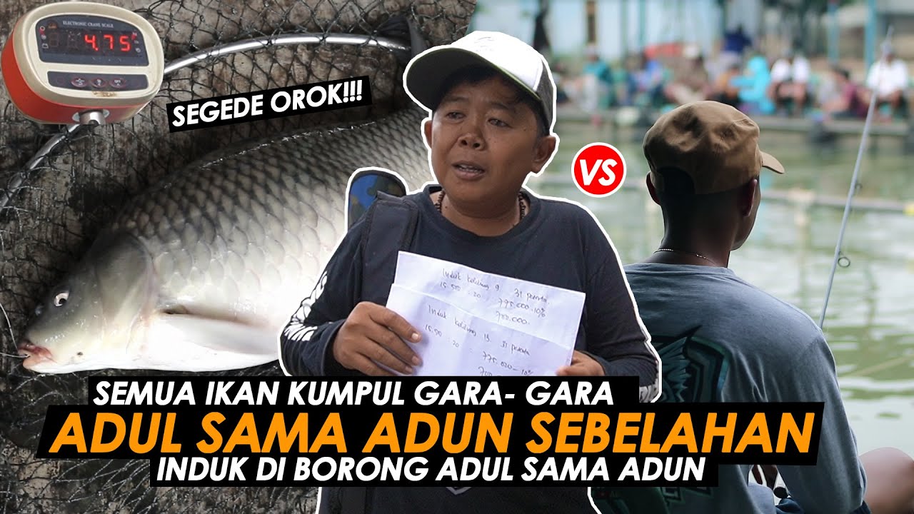 ADUL GEMILANG ATAU ADUN MANCING? SIAPA YANG MENDAPATKAN INDUK TERBERAT ...
