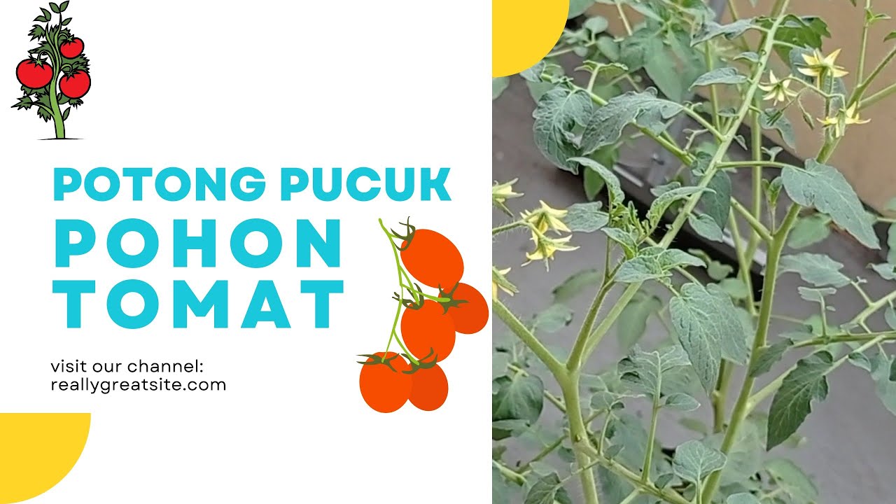 POHON TOMAT TUMBUH LEBAT DENGAN TEKNIK PRUNING/POTONG PUCUK ‼️ - YouTube
